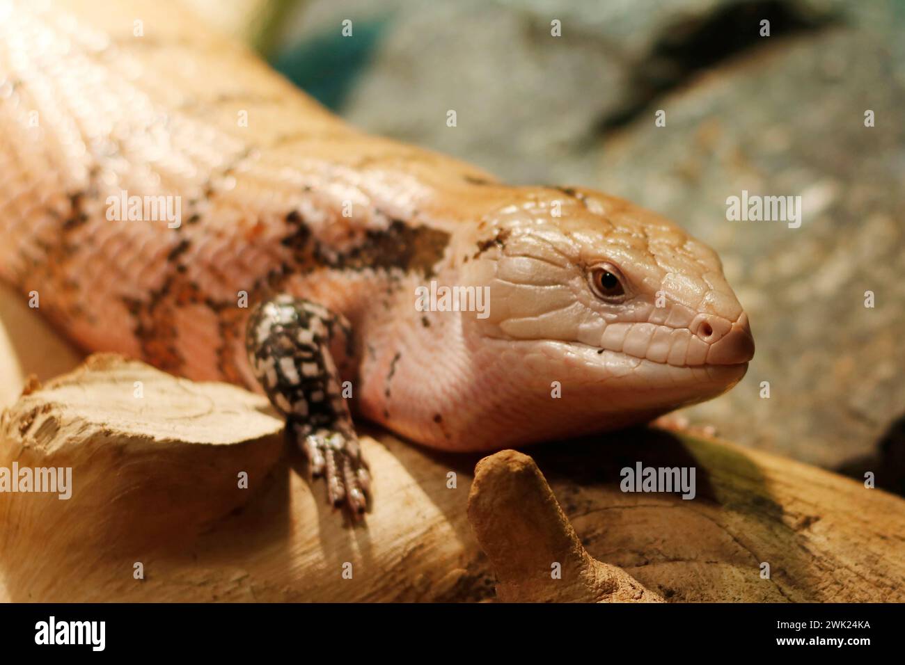 The Tanimbar blue-tongued skink, a subspecies of Tiliqua scincoides, is also found on several ...
