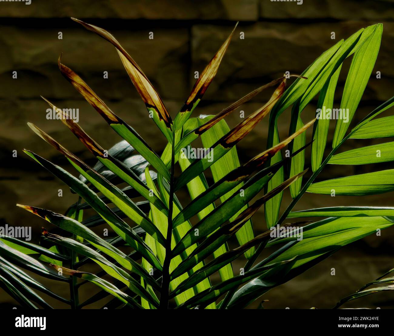 Sunlit foliage, elevating plant decor with radiant leaves Stock Photo ...