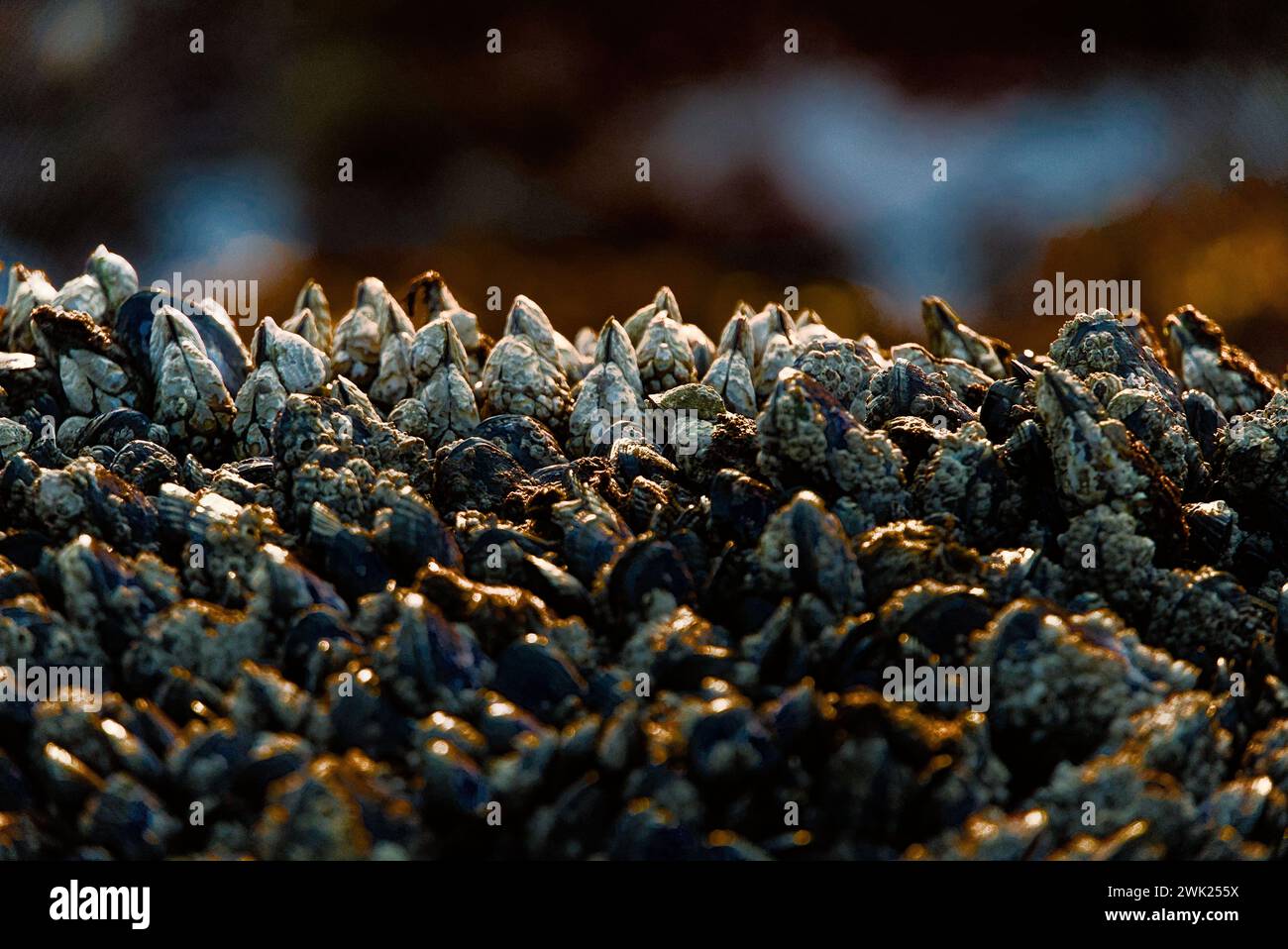 Texture of mussels in the golden hour light Stock Photo - Alamy