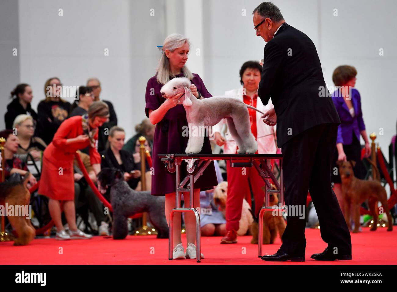 Moscow, Russia. 17th Feb, 2024. A judge checks a dog during a dog show ...