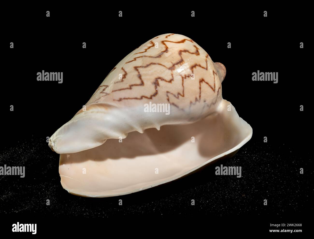 Cymbiola nobilis seashell on a black sand background Stock Photo - Alamy