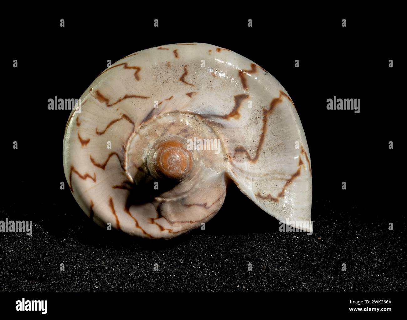 Cymbiola nobilis seashell on a black sand background Stock Photo - Alamy