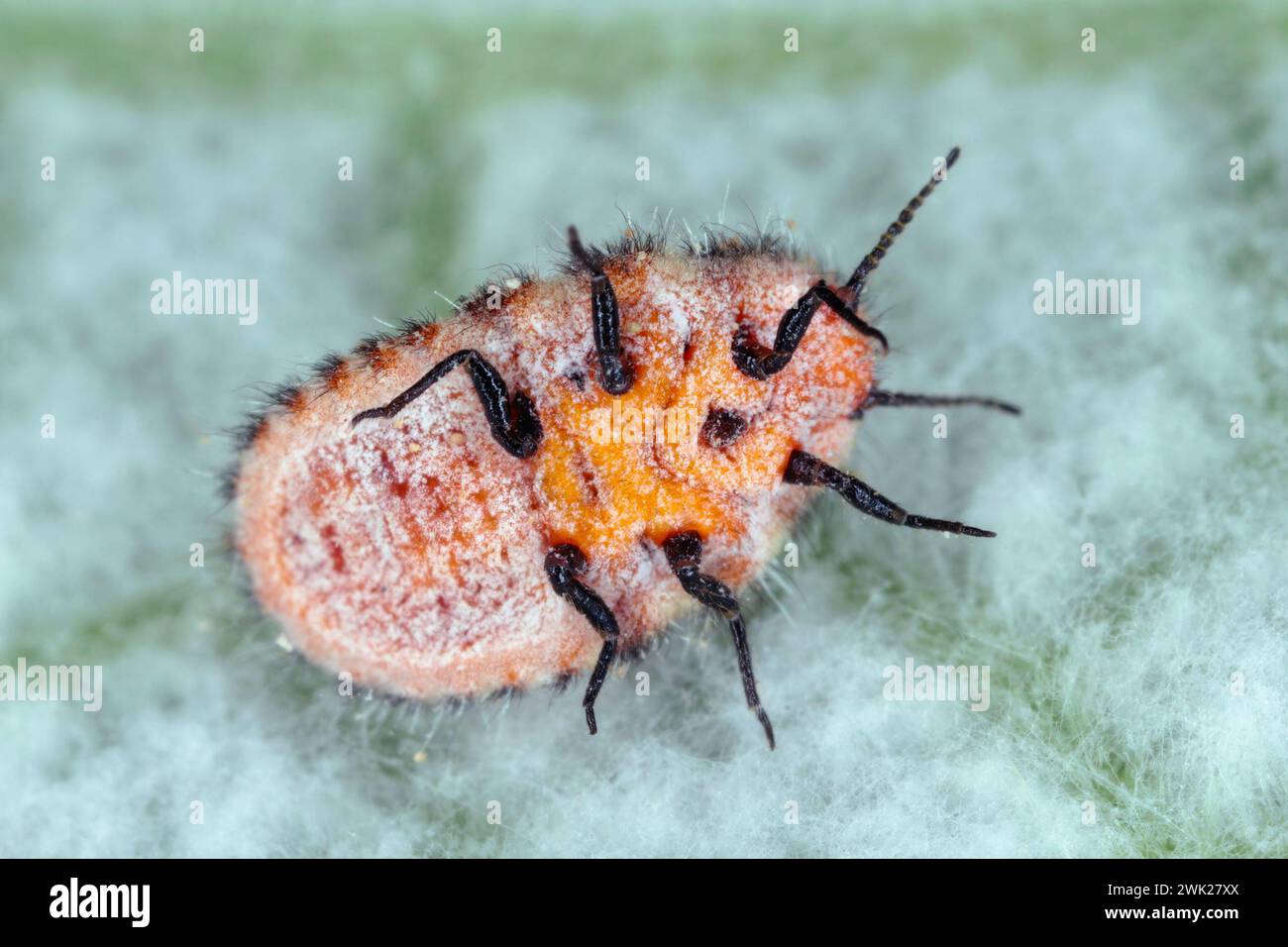 Icerya purchasi (common name: cottony cushion scale) is a scale insect ...