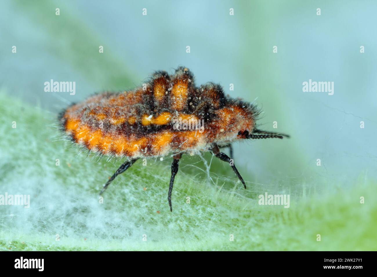 Icerya purchasi (common name: cottony cushion scale) is a scale insect ...