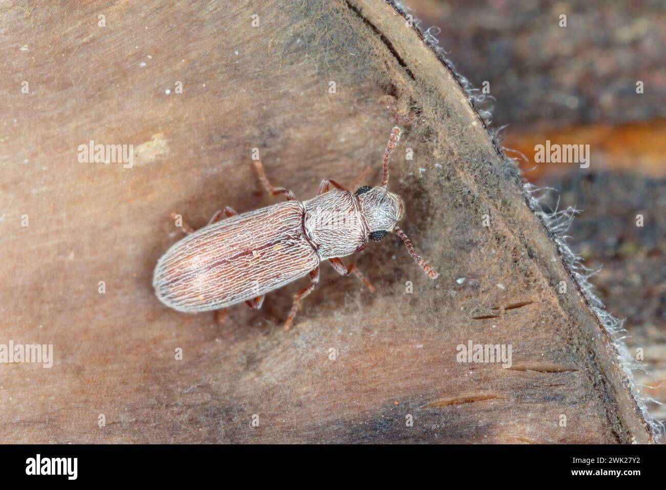 Languriid beetle hi-res stock photography and images - Alamy
