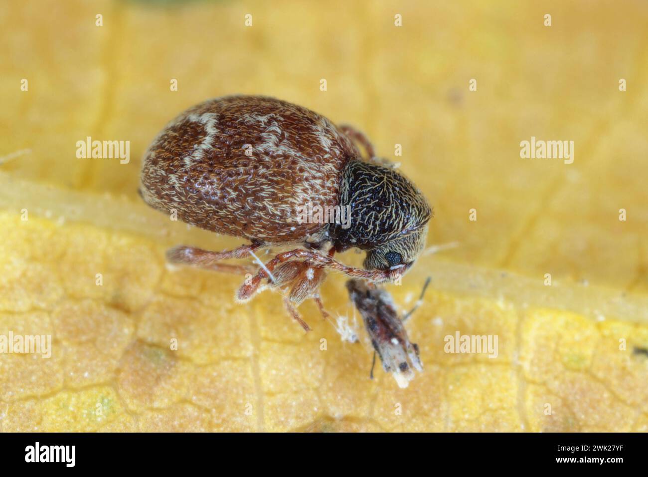 Sphaericus sp, the humped spider beetle, is a species of spider beetle ...