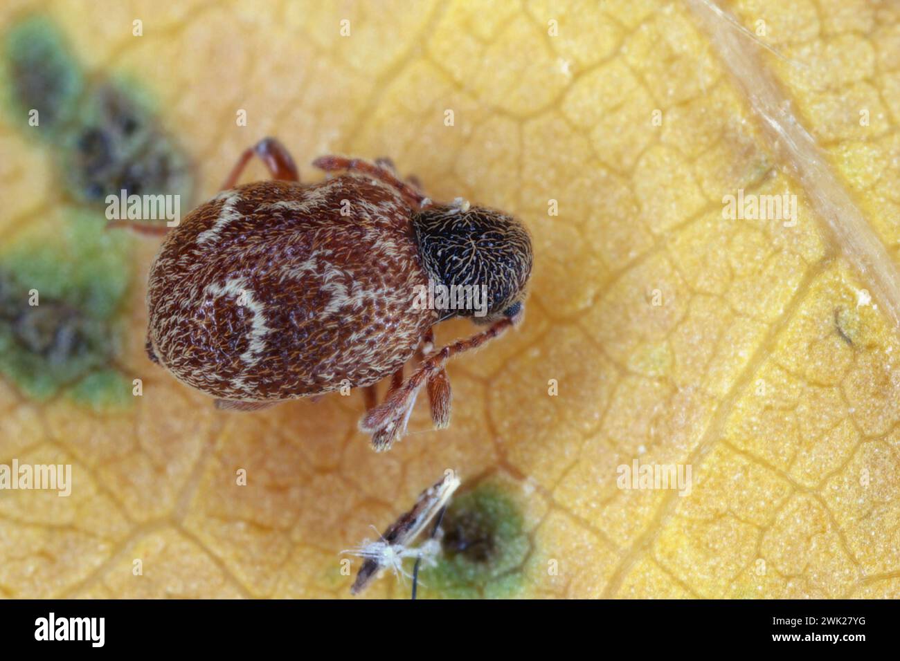 Sphaericus sp, the humped spider beetle, is a species of spider beetle ...