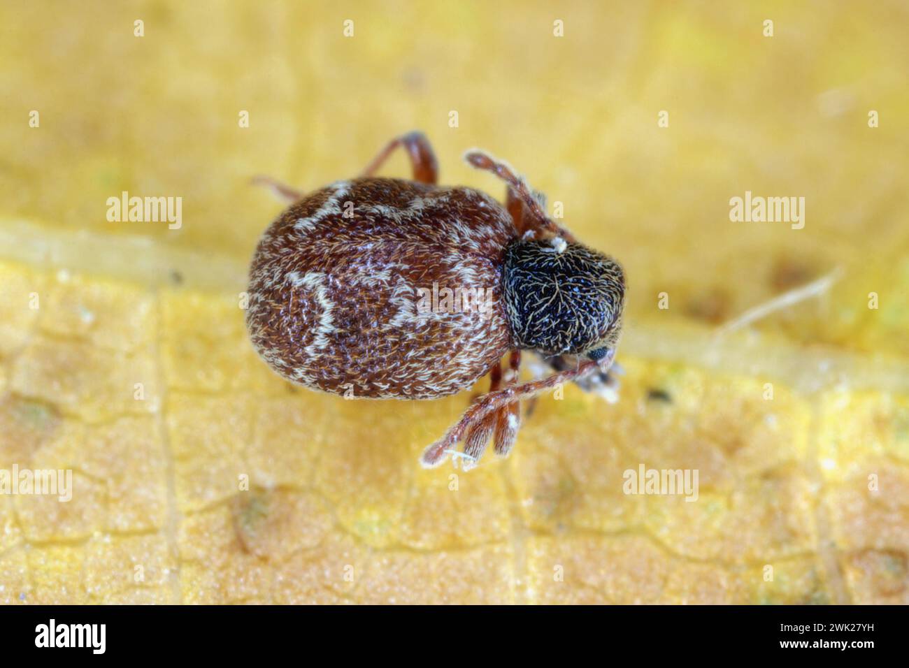 Sphaericus sp, the humped spider beetle, is a species of spider beetle ...