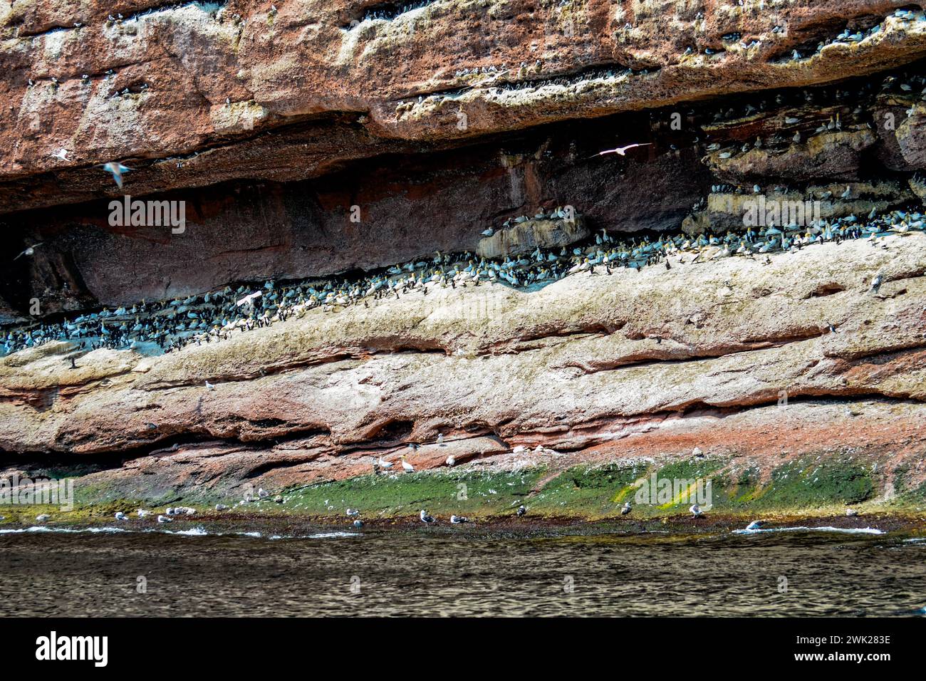 Bird colonies nestled along ledges of the rocky cliffs Stock Photo - Alamy