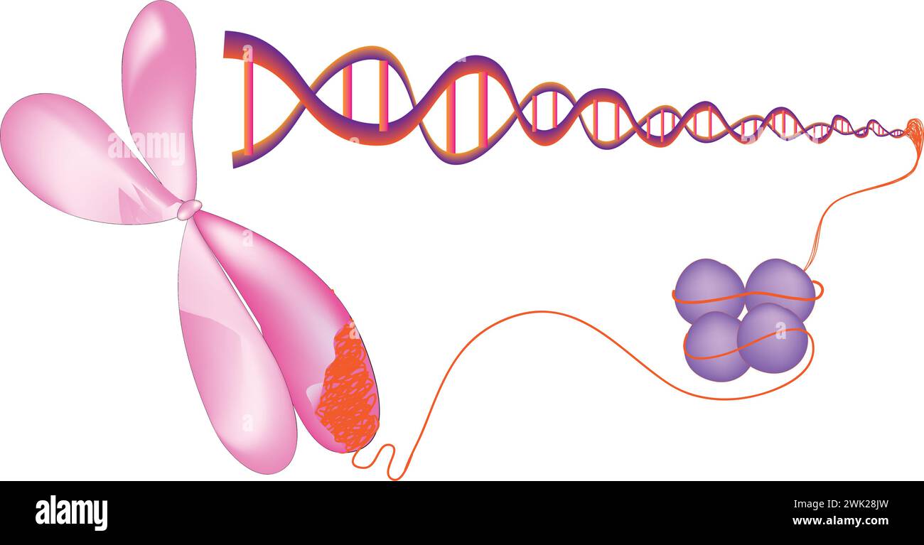Nucleosome Stock Vector Images - Alamy