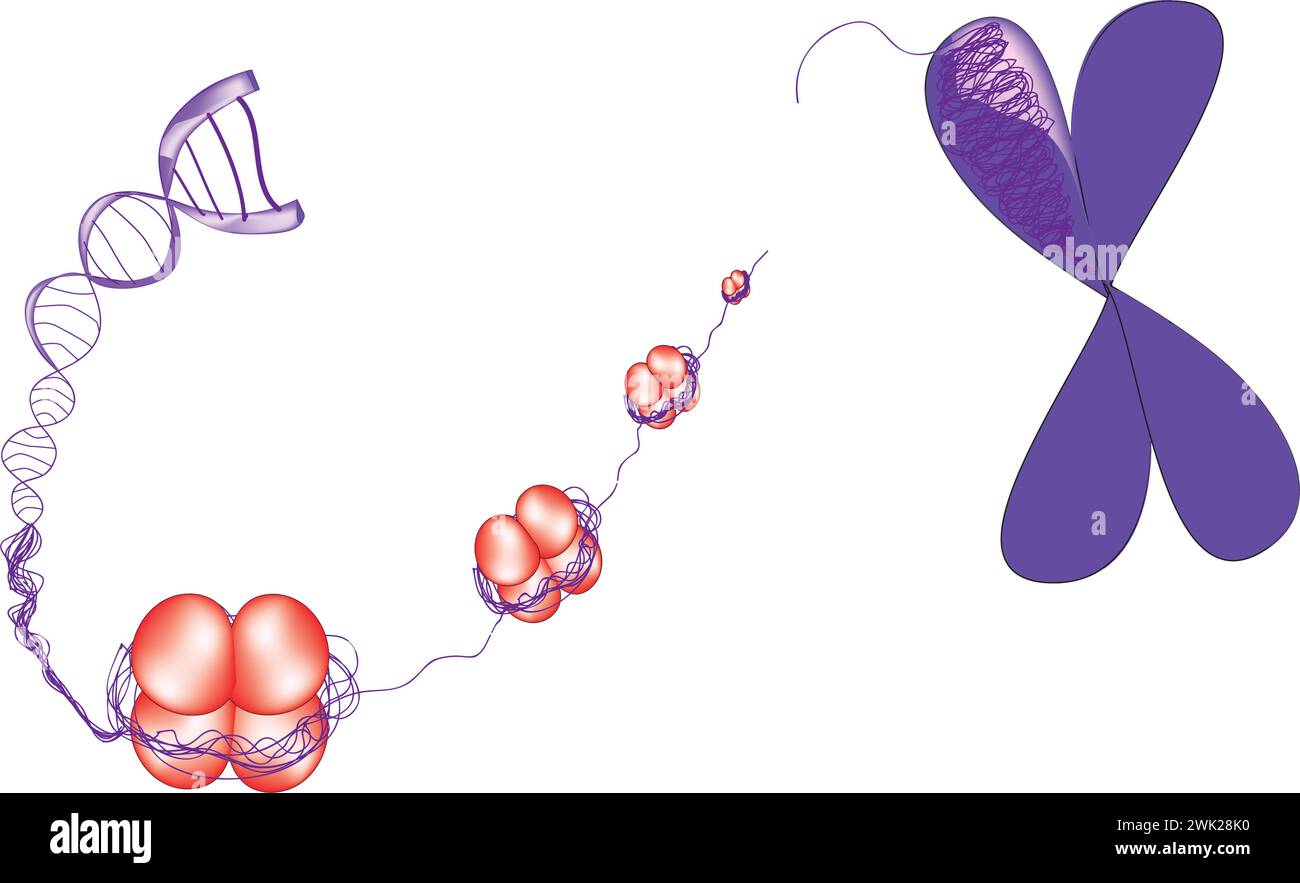 Semi digital Stock Vector Images - Alamy