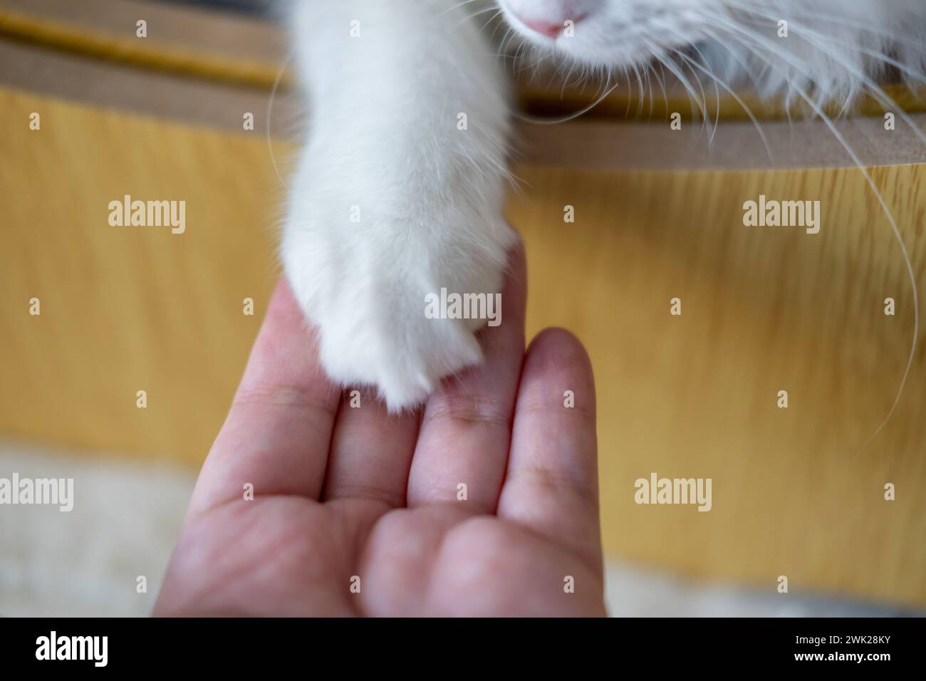 White, fluffy cat paw on human hand Stock Photo - Alamy