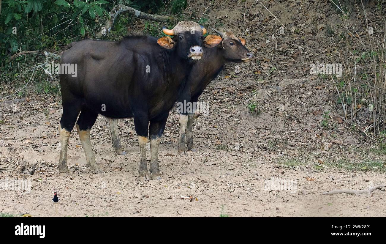 Bos gauru hi-res stock photography and images - Alamy