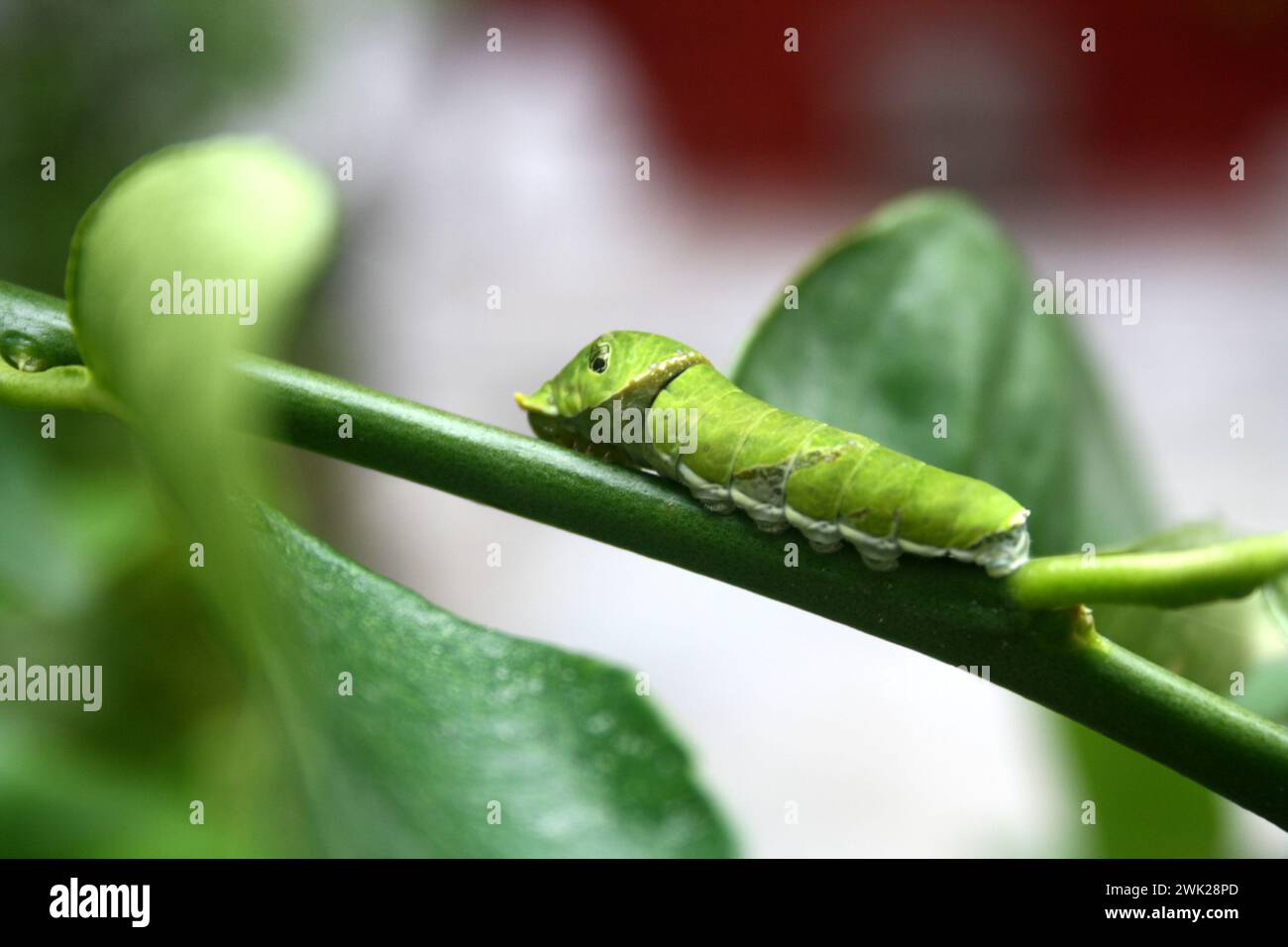 Common Mormon butterfly (Papilio polytes) caterpillar in 5th and final ...