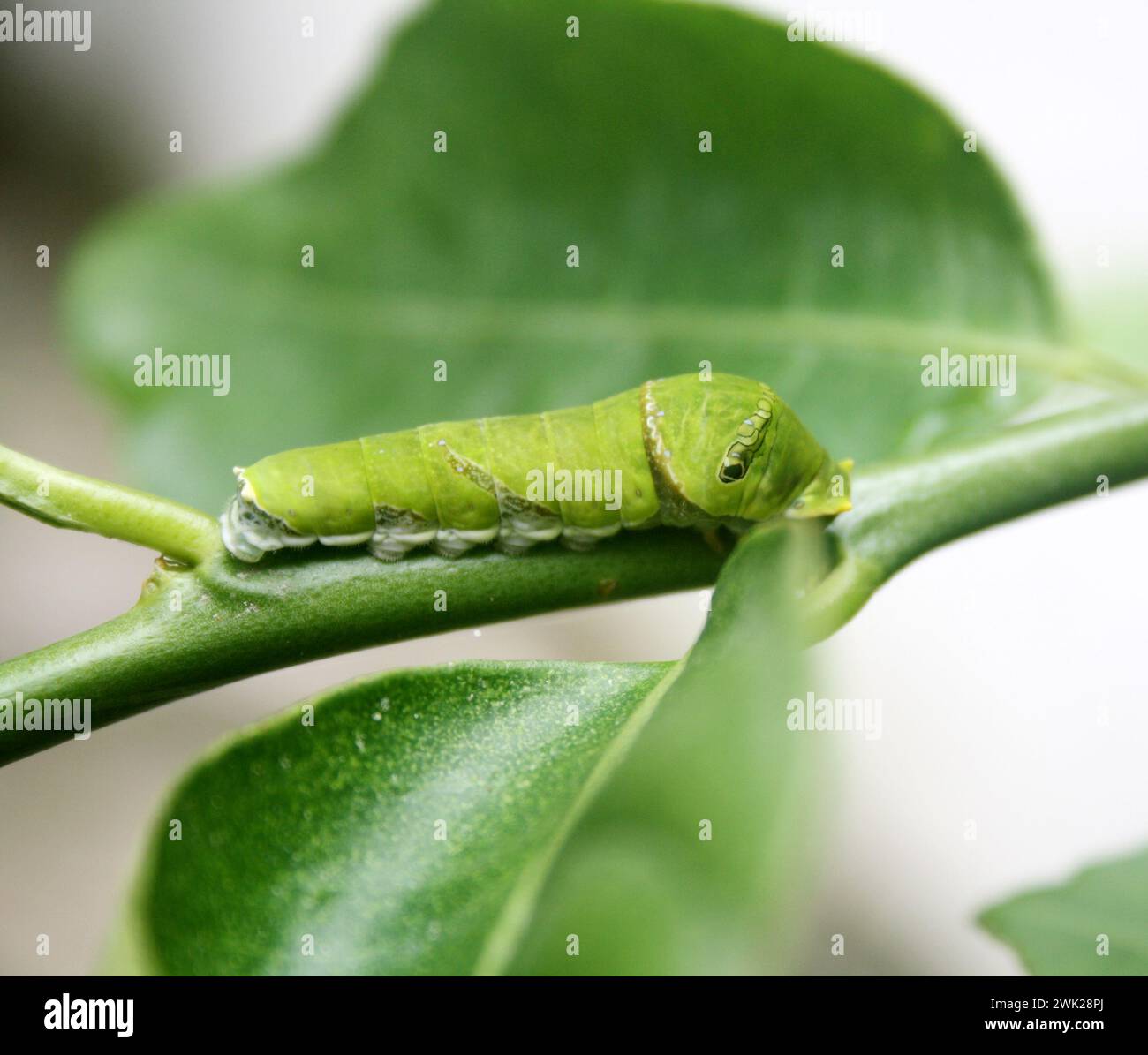 Common mormon instar hi-res stock photography and images - Alamy