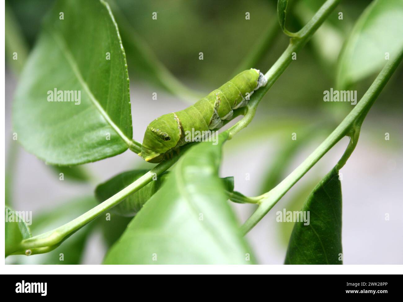 Common Mormon butterfly (Papilio polytes) caterpillar in 5th and final ...