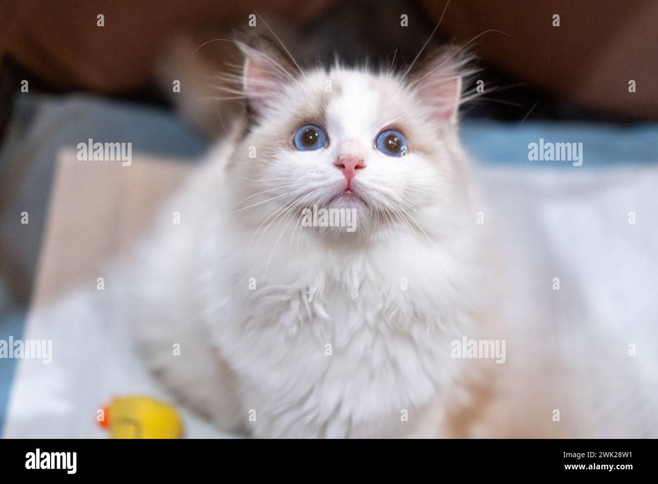 Cute, small Ragdoll cat. 4 months old. Standing on the floor and asking ...