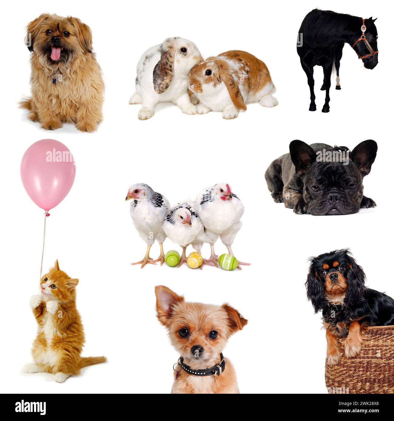 Collection of different pets isolated on a white background Stock Photo ...