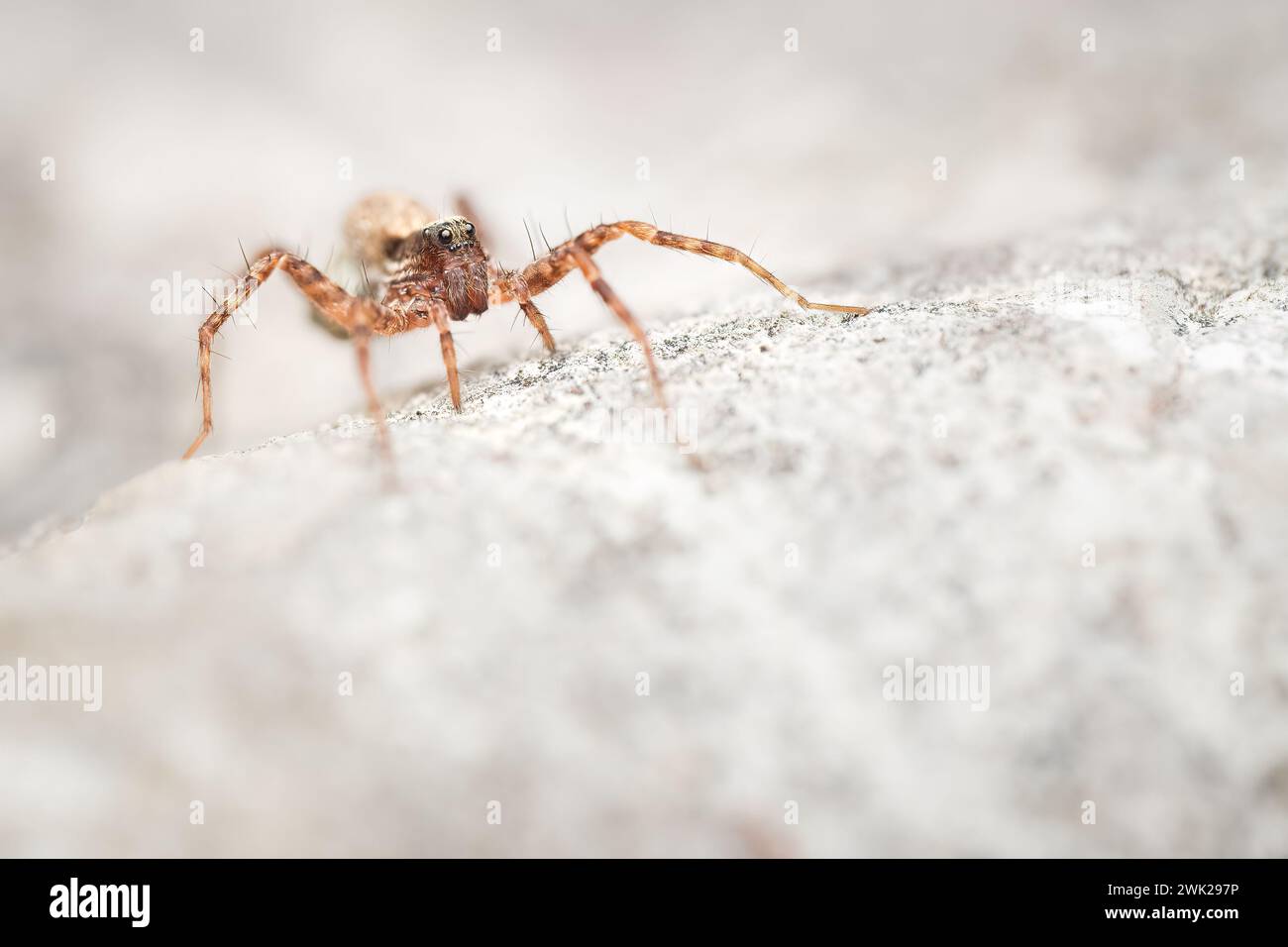 Pardosa spp hi-res stock photography and images - Alamy