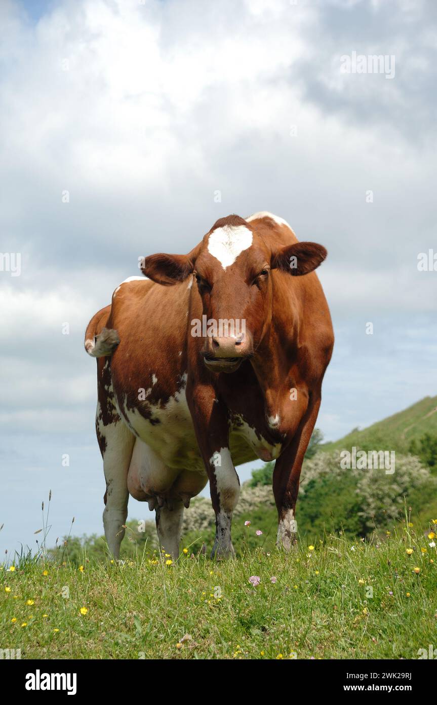 Sad cow hi-res stock photography and images - Alamy