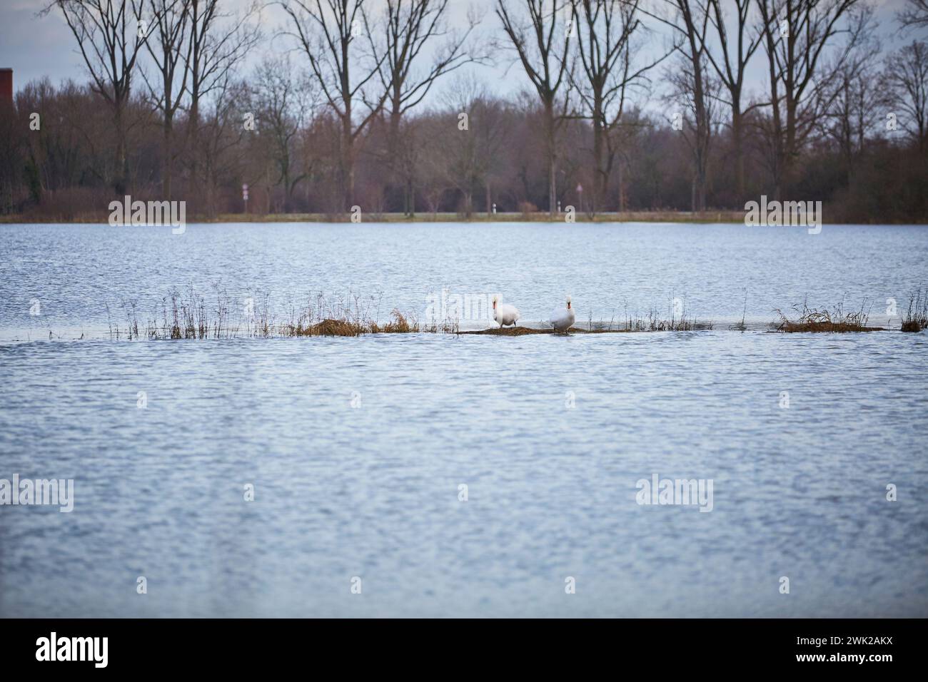 Hochwasser in Lippstadt und Umgebung, Überschwemmung der Lippewiesen ...