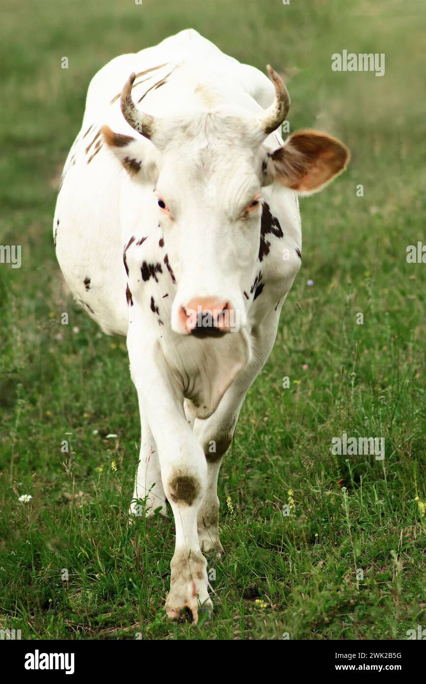 The cows, gentle and docile mammals, find contentment in the simple ...