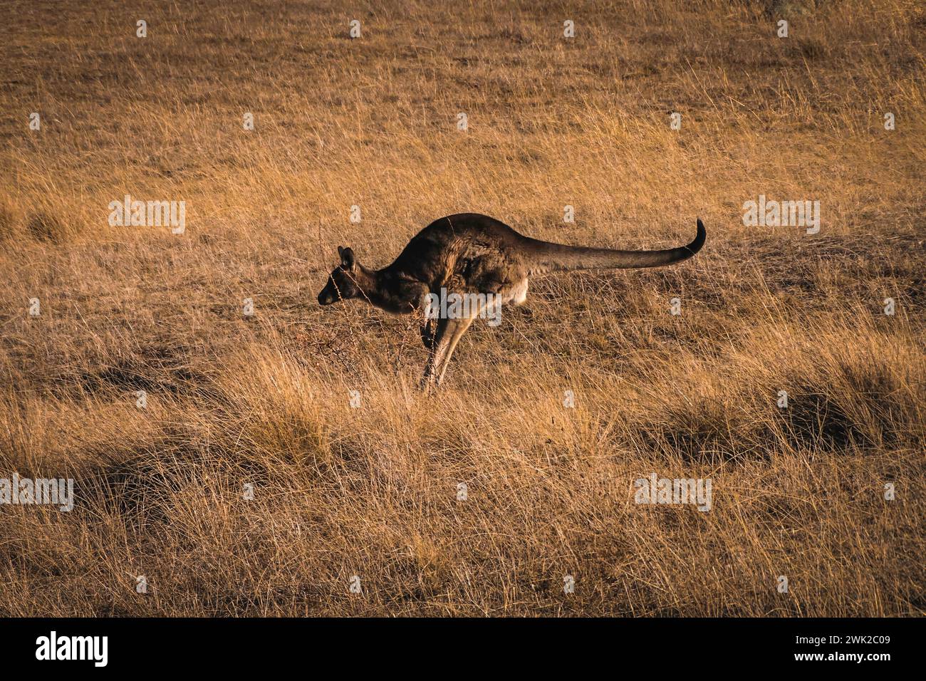 Kangaroos in Australia Stock Photo - Alamy