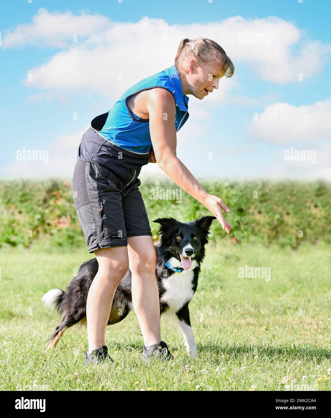 dog training for obedience with a border collie discipline in the ...