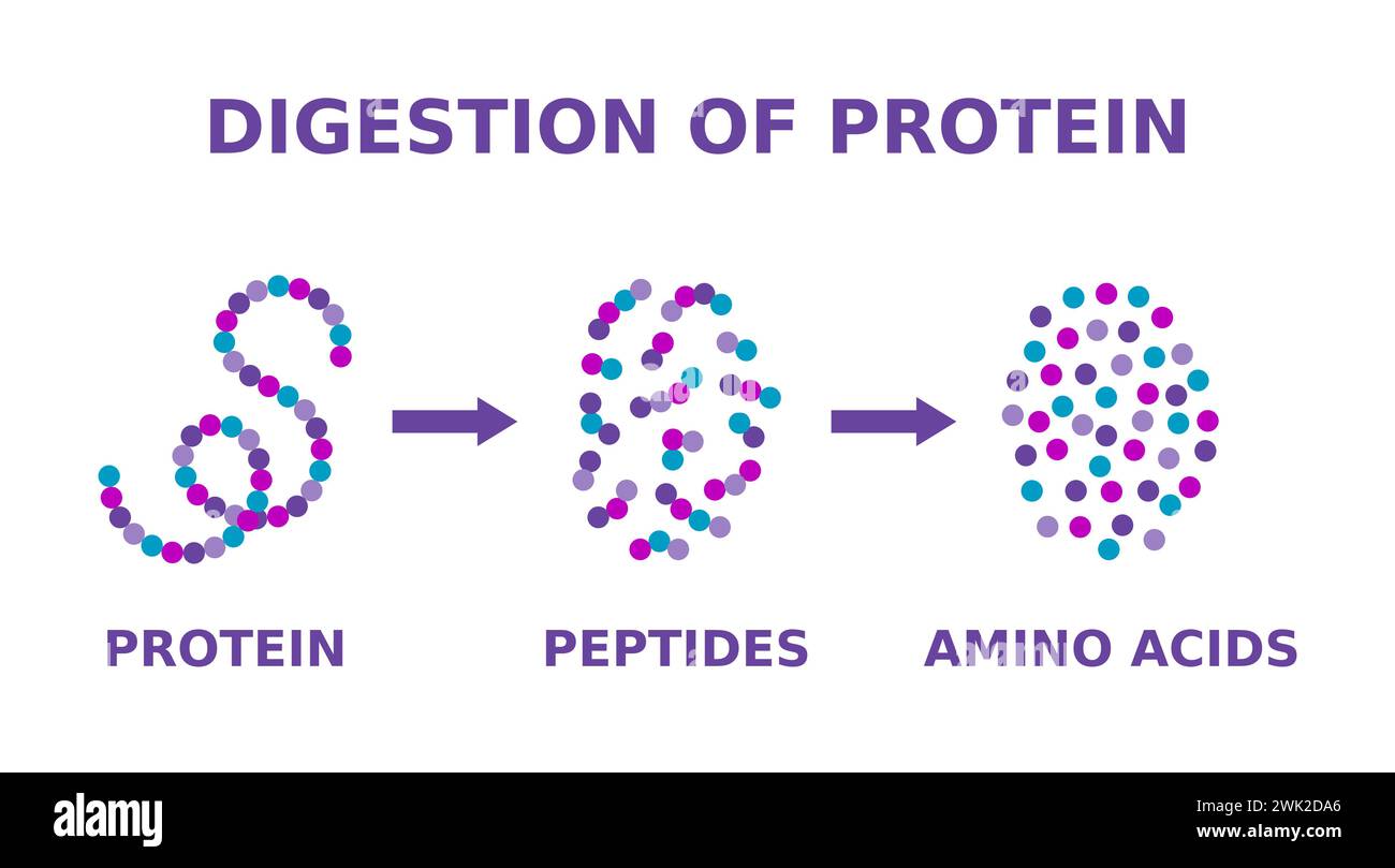 Digestion Of Protein Breaking The Complex Molecule First Into Peptides Then Into Individual