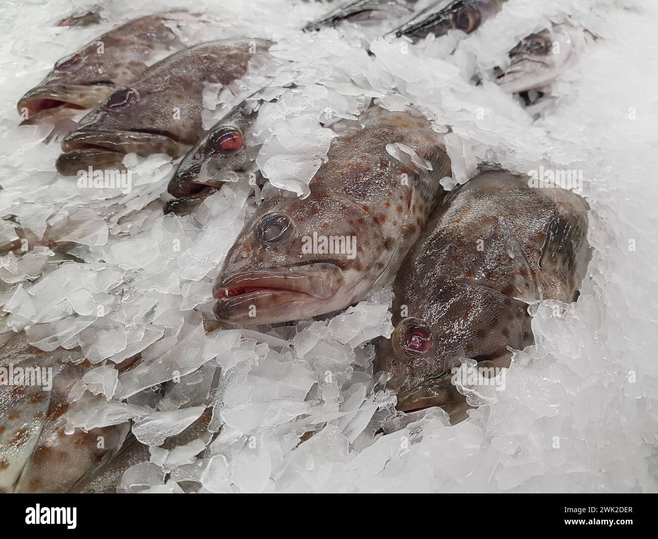 Grouper fish on ice hi-res stock photography and images - Alamy