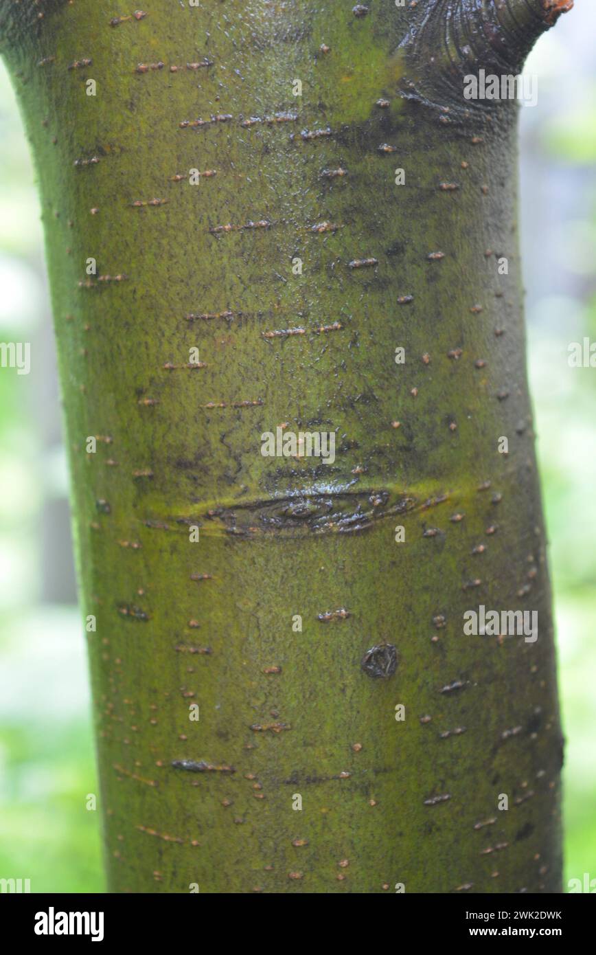 Nature, the bark of a young tree, green branches and trunks with leaves ...