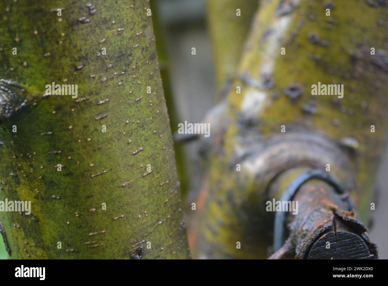Nature, the bark of a young tree, green branches and trunks with leaves ...