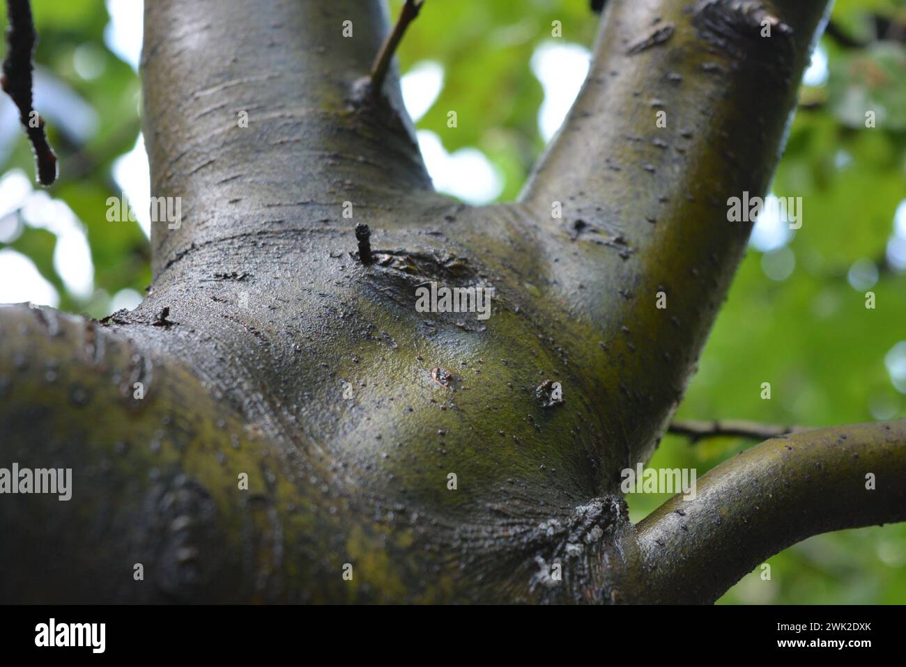 Nature, the bark of a young tree, green branches and trunks with leaves ...