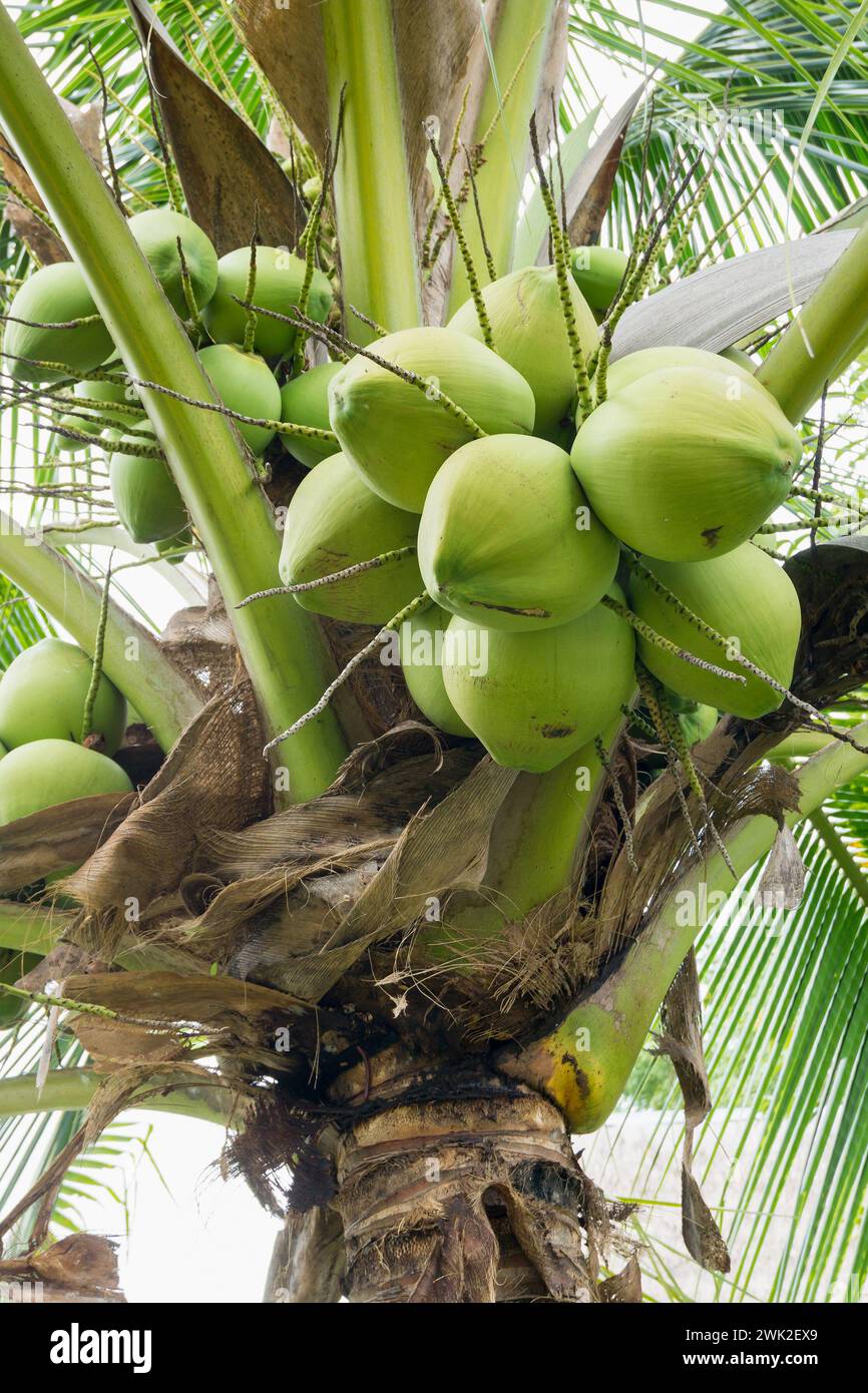 Fresh Coconut cluster on coconut tree Stock Photo - Alamy