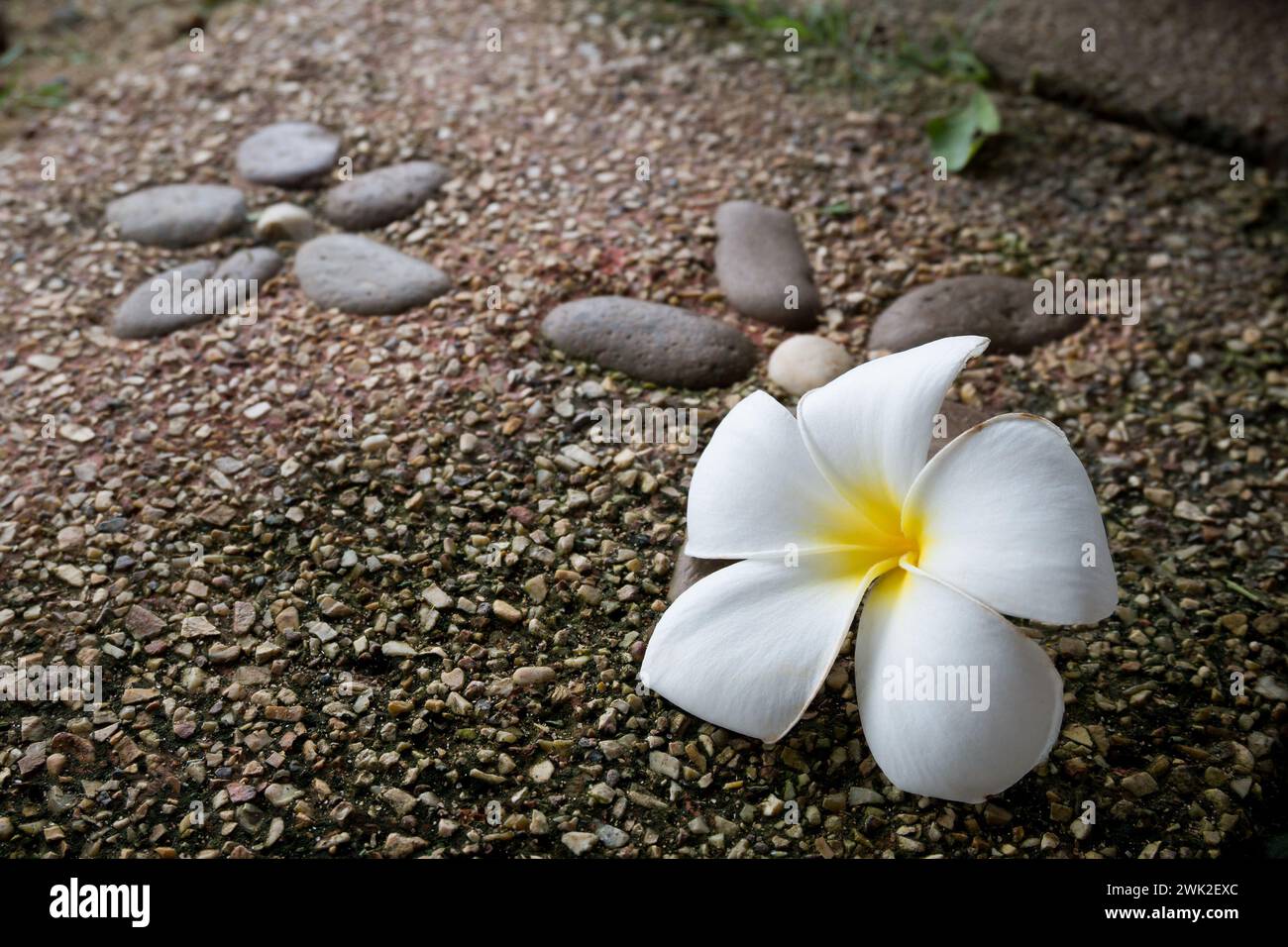 Flower on the floor hi-res stock photography and images - Alamy