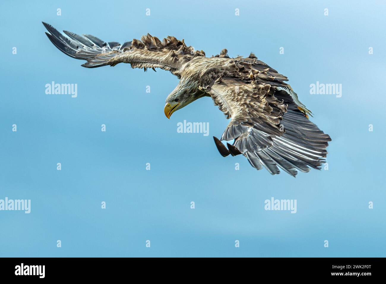 White-tailed Sea Eagle, Demonstration, Herrings Green Farm, Wilstead ...