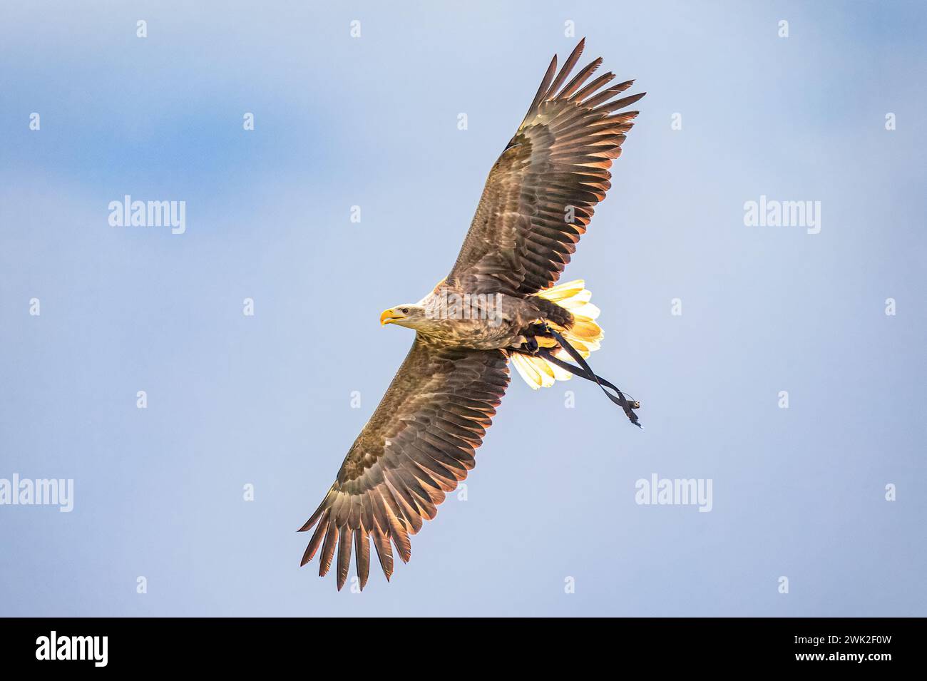 White-tailed Sea Eagle, Demonstration, Herrings Green Farm, Wilstead ...