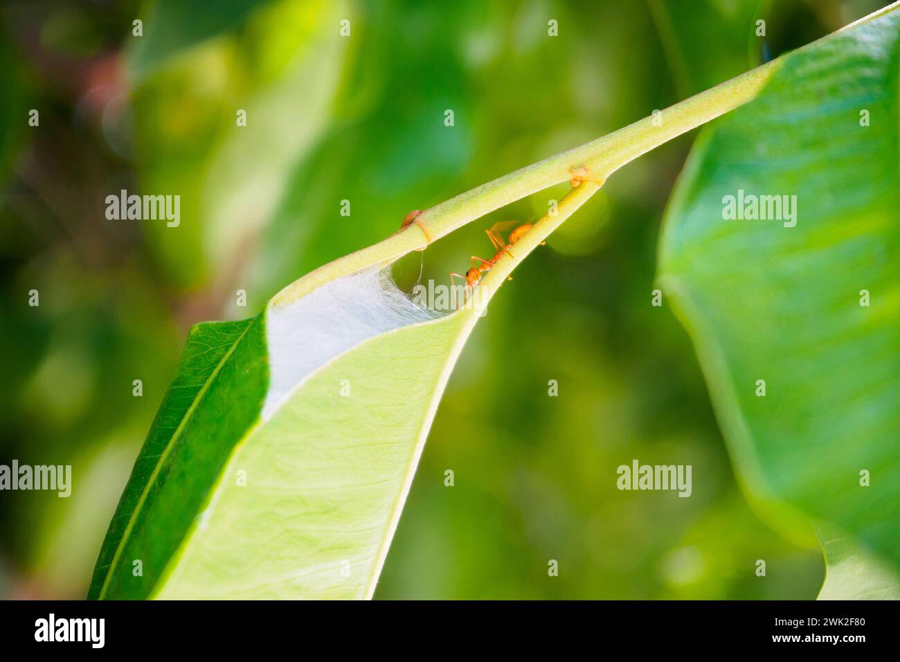 Ant nests on tree hi-res stock photography and images - Alamy
