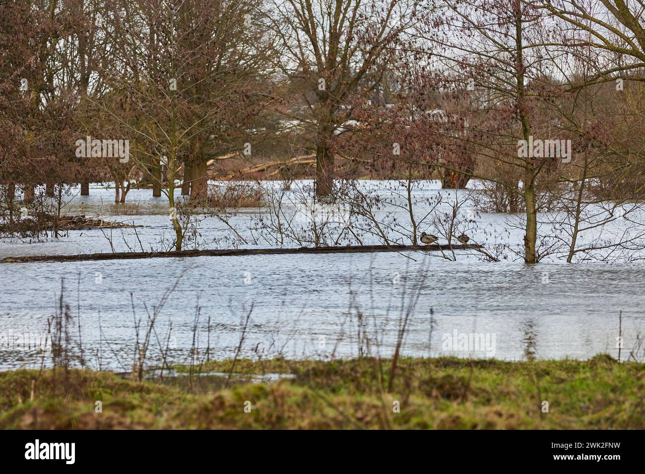 Hochwasser in Lippstadt, Ortsteil Bennighausen, Überschwemmung der ...