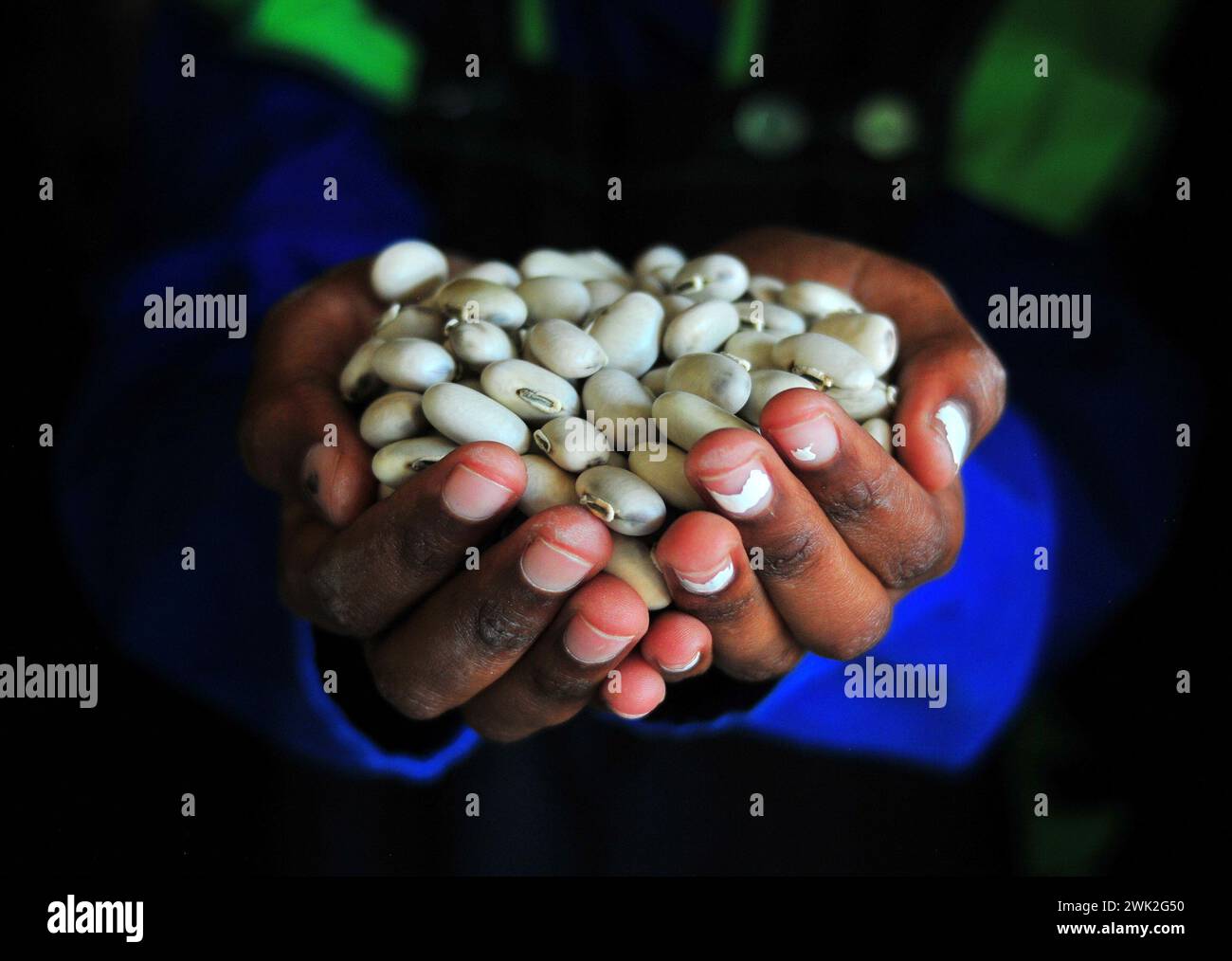 Youth farmer Liza Legodi plants and processes coffee in Ga-Mashashane ...