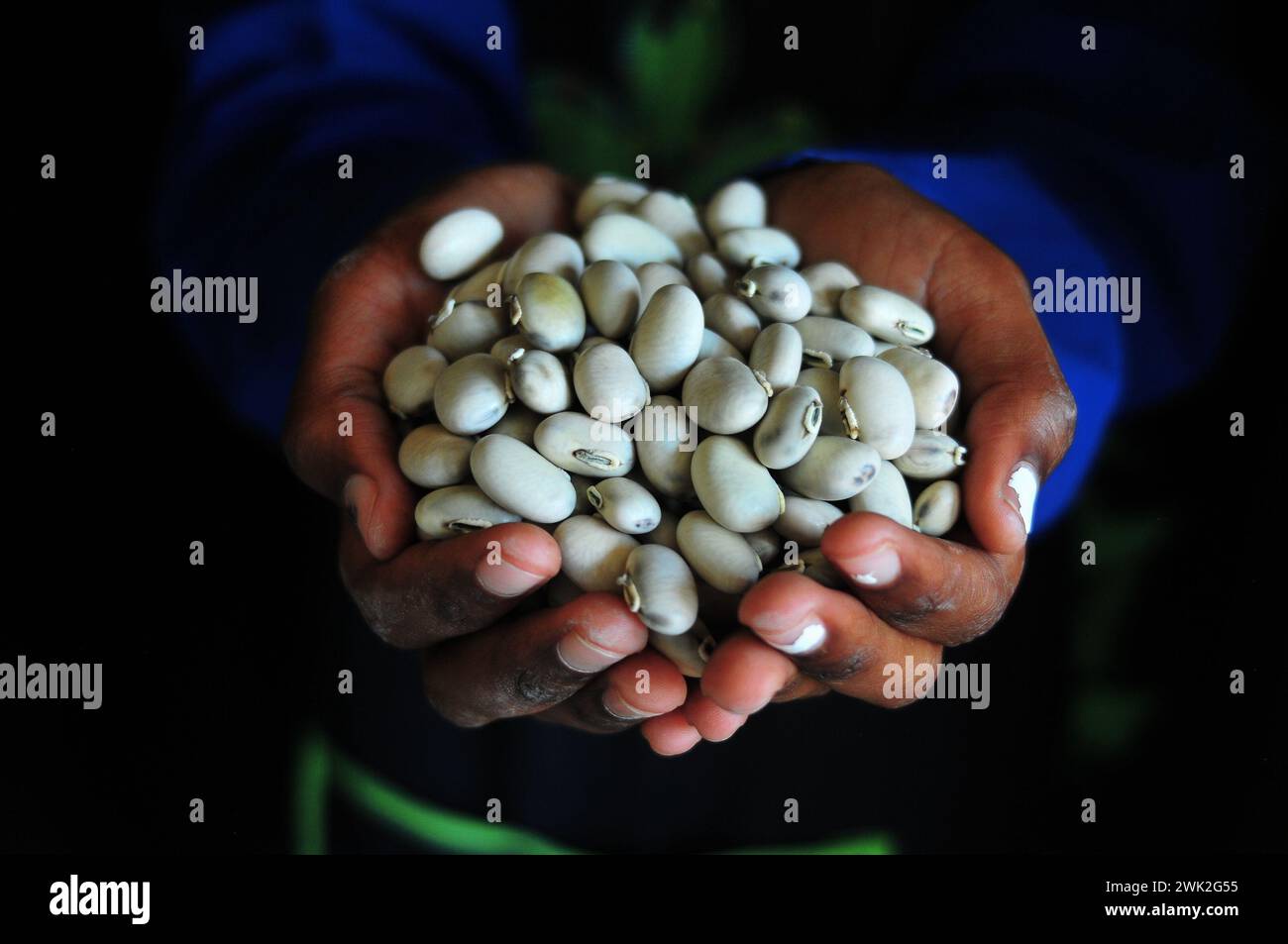 Youth farmer Liza Legodi plants and processes coffee in Ga-Mashashane ... Youth farmer Liza Legodi plants and processes coffee in Ga-Mashashane ...
