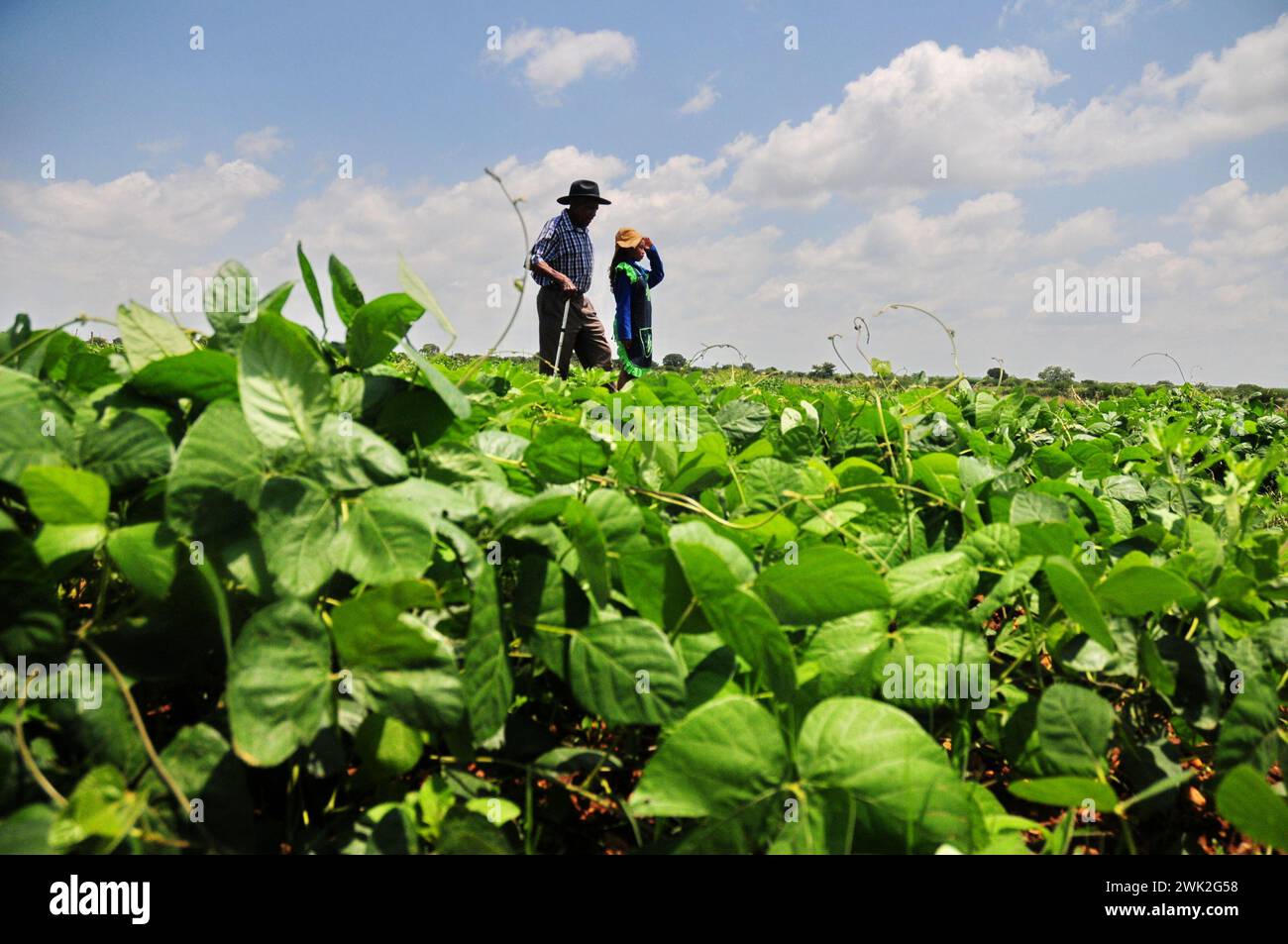 Youth farmer Liza Legodi plants and processes coffee in Ga-Mashashane ...