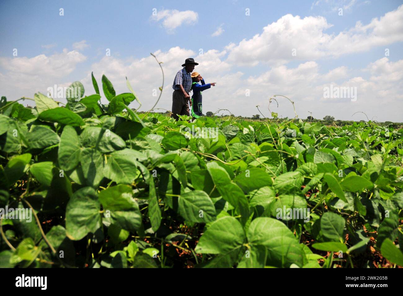 Youth farmer Liza Legodi plants and processes coffee in Ga-Mashashane ... Youth farmer Liza Legodi plants and processes coffee in Ga-Mashashane ...