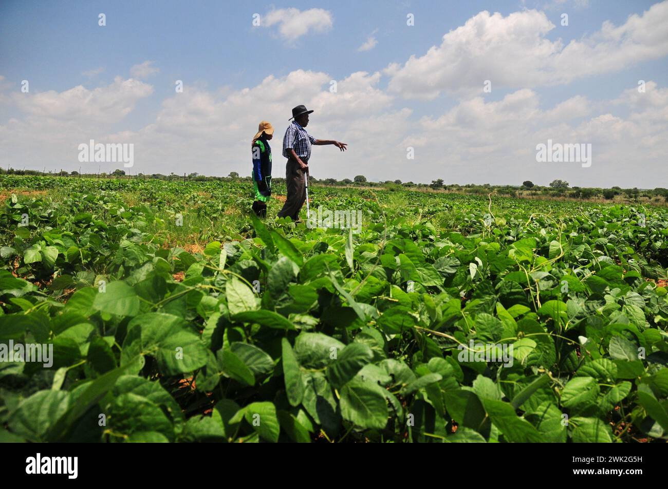Youth farmer Liza Legodi plants and processes coffee in Ga-Mashashane ... Youth farmer Liza Legodi plants and processes coffee in Ga-Mashashane ...