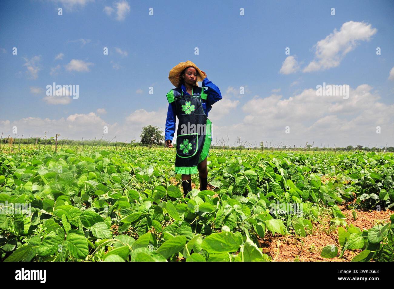 Youth farmer Liza Legodi plants and processes coffee in Ga-Mashashane ...