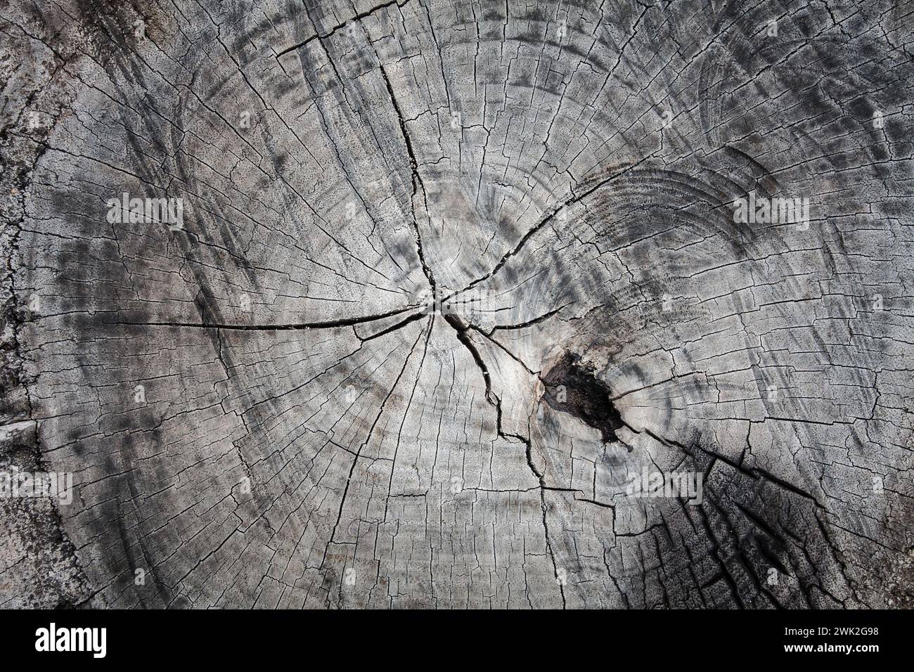 Old wood cut texture background Stock Photo - Alamy