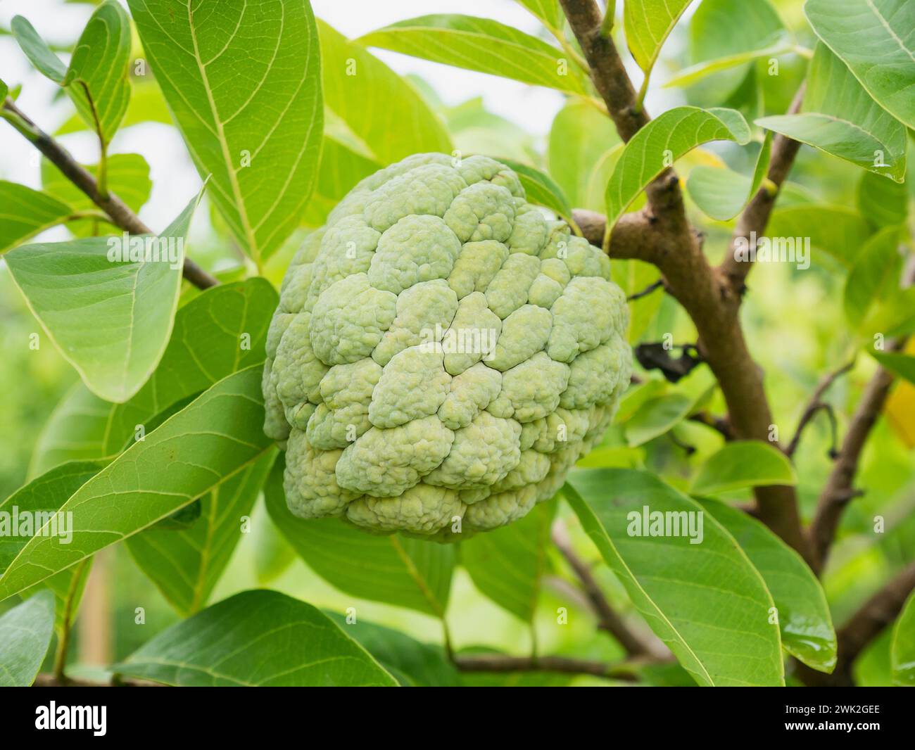 Noni tree fruit growing hi-res stock photography and images - Alamy