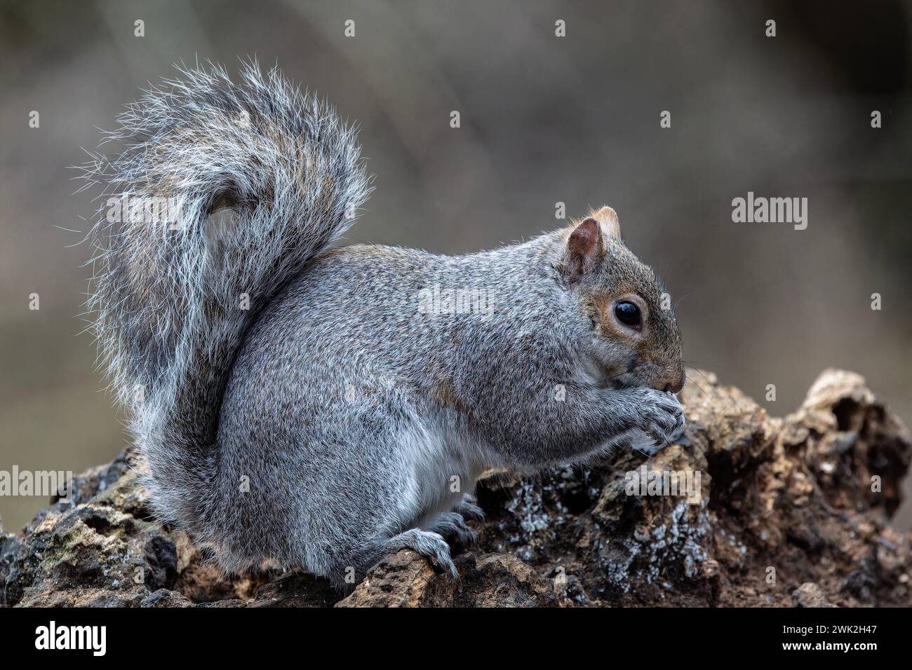 Squirrel meat hi-res stock photography and images - Alamy