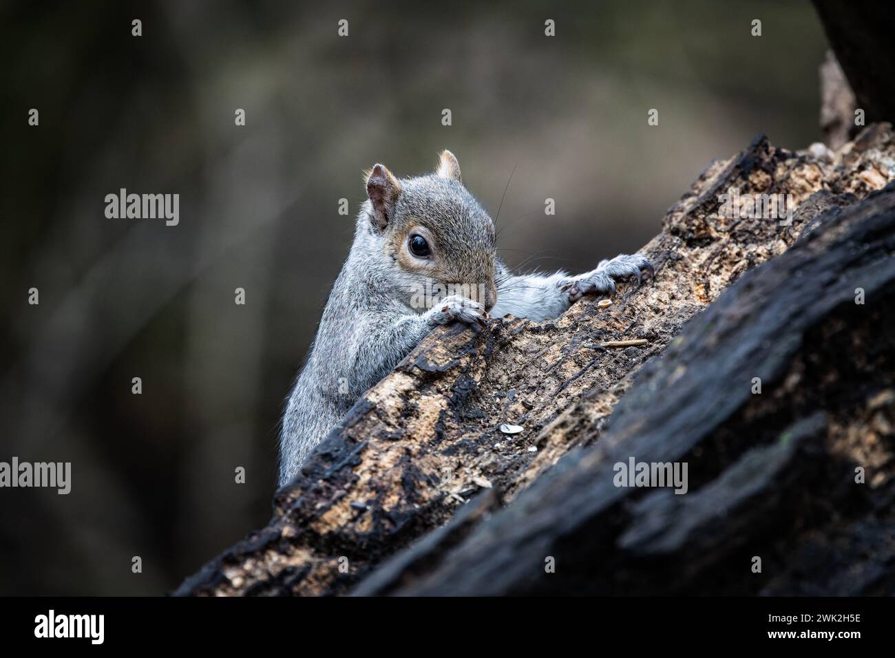 Dead rat trees hi-res stock photography and images - Alamy