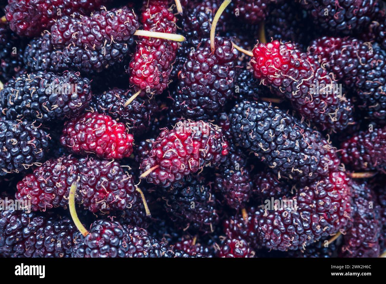 fresh mulberry closeup background Stock Photo - Alamy